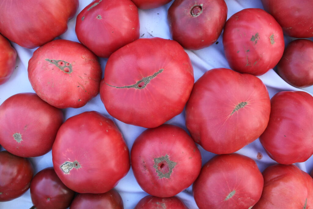 Tomato Day! - Burlington County Agricultural Center