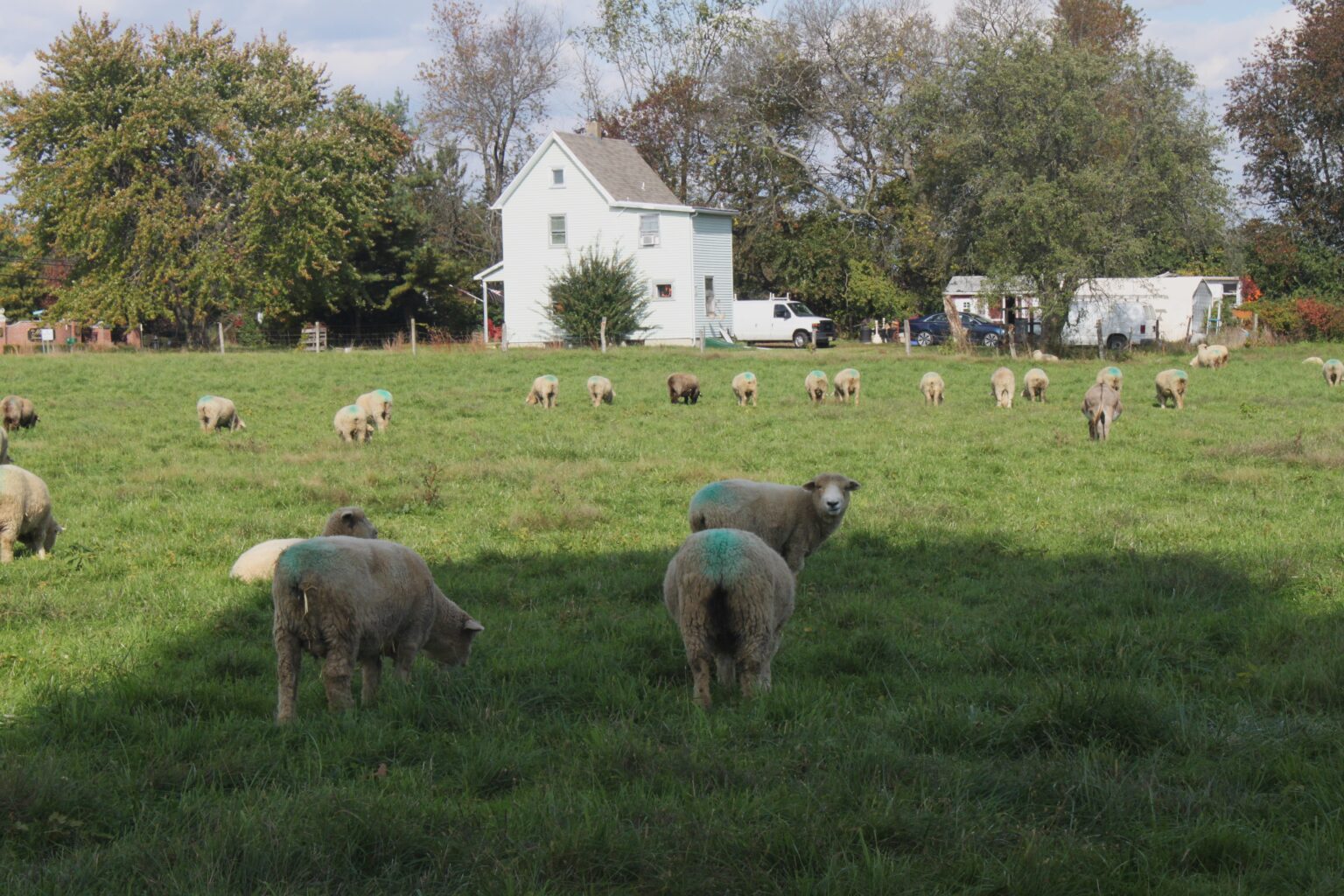 Farm Feature: Little Hooves Romneys - Burlington County Agricultural Center