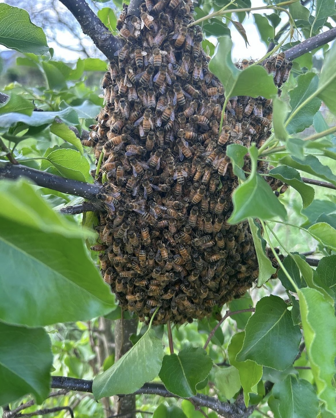 Farm Feature: Mill Creek Apiary - Burlington County Agricultural Center