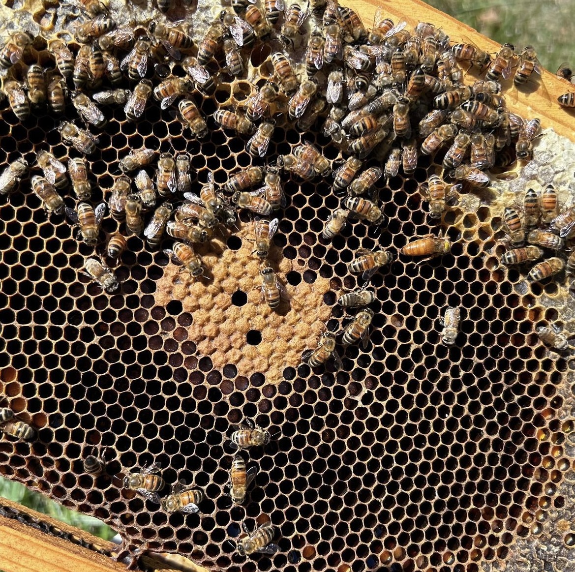 Farm Feature: Mill Creek Apiary - Burlington County Agricultural Center